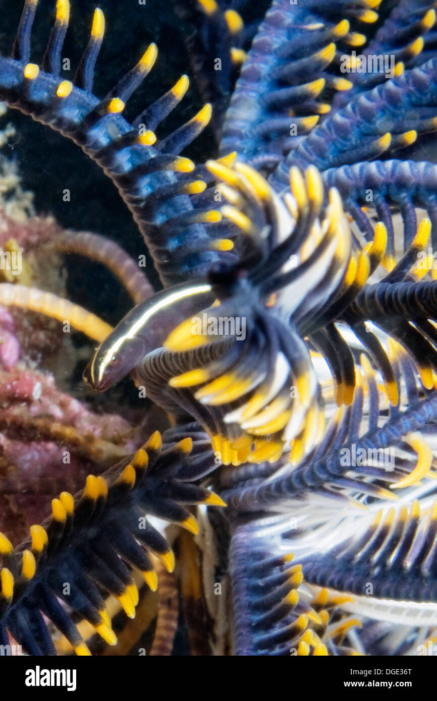 Crinoid Clingfish lives in a Crinoid.(Discotrema crinophila).Lembeh ...