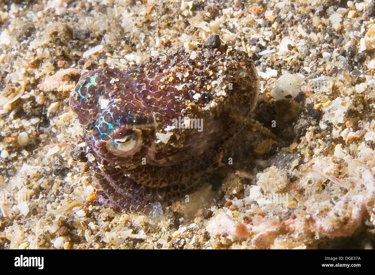 Bobtail squid, Indonesia Stock Photo - Alamy