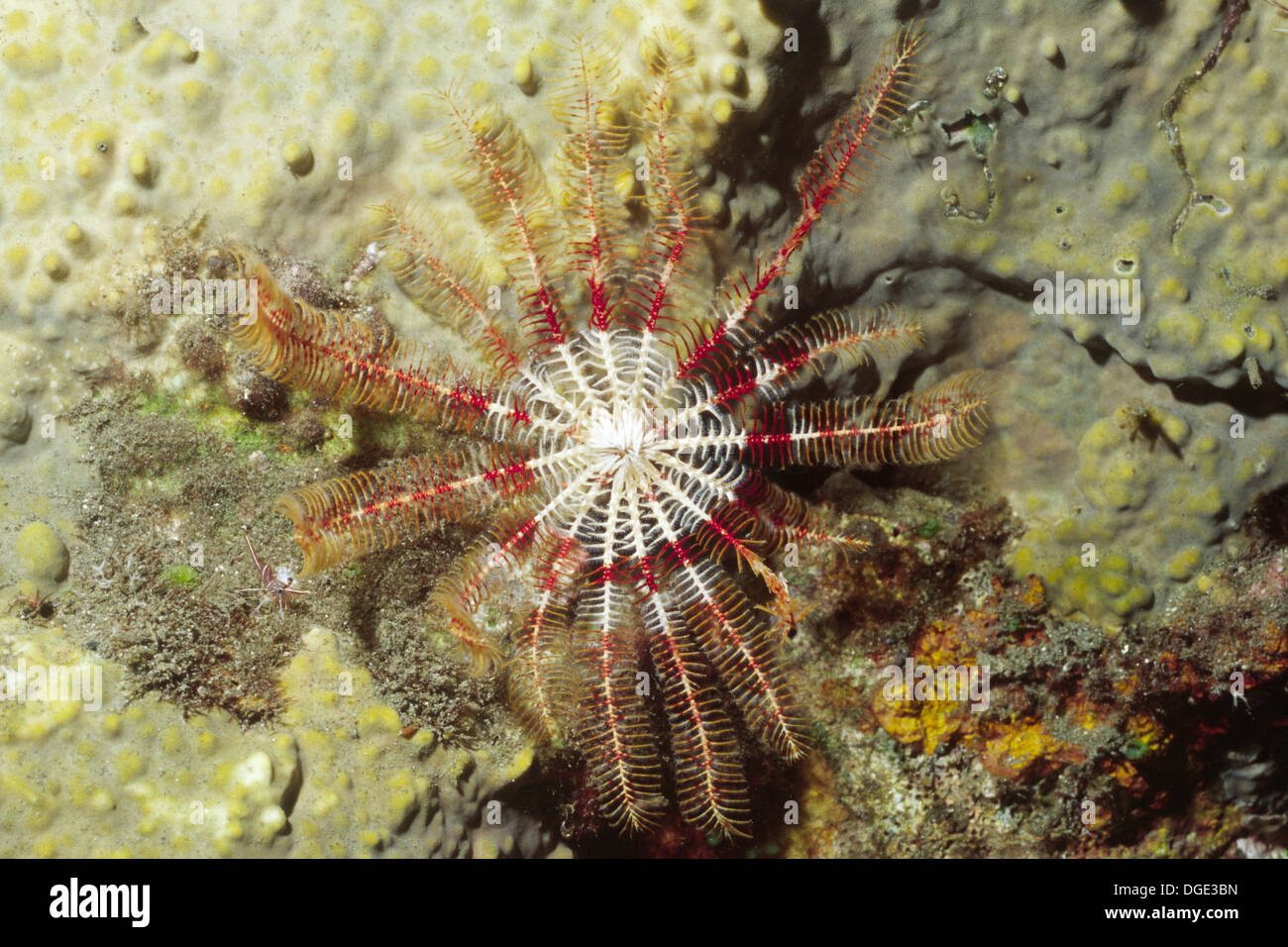 Underwater crinoid feather star hi-res stock photography and images - Alamy