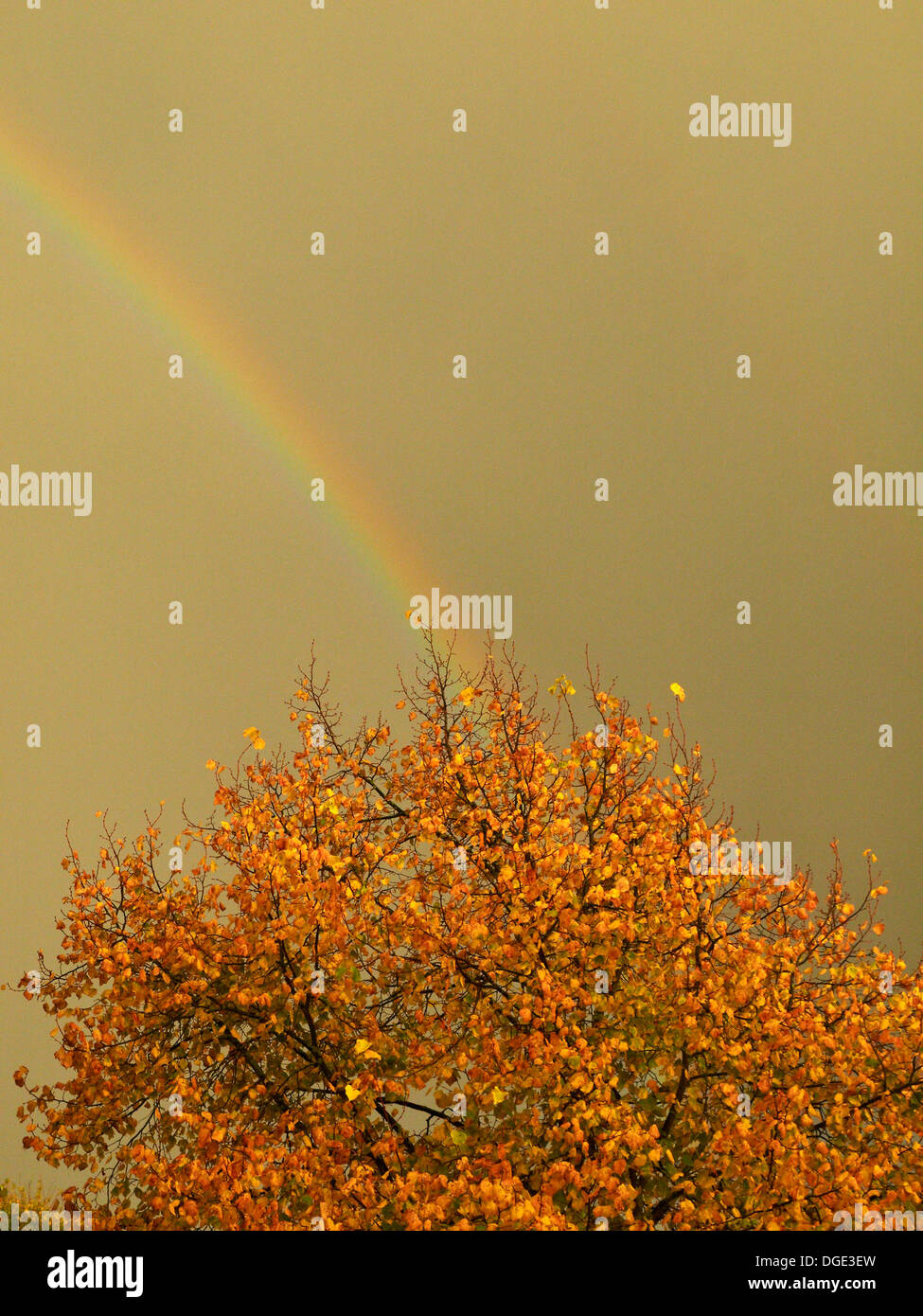 Early morning rainbow with tree hi-res stock photography and images - Alamy