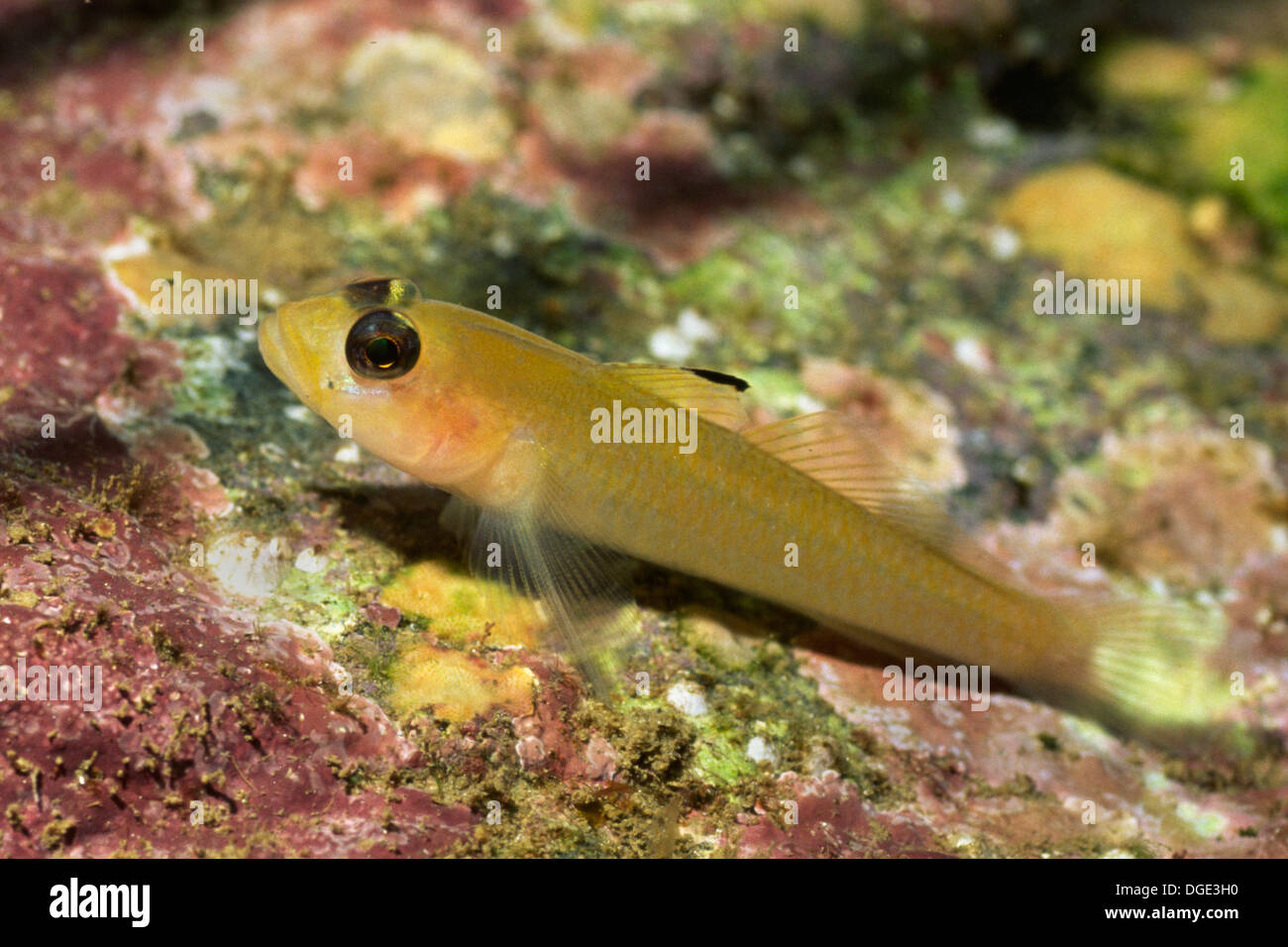 Blackeye goby hi-res stock photography and images - Alamy