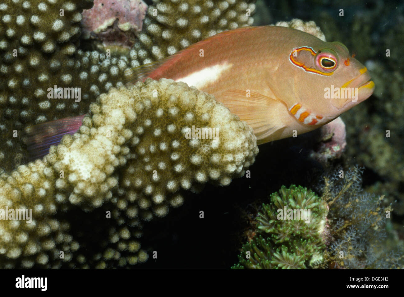 Arc-Eye Hawkfish.(Paracirrhites arcatus).Solomon Islands Stock Photo ...