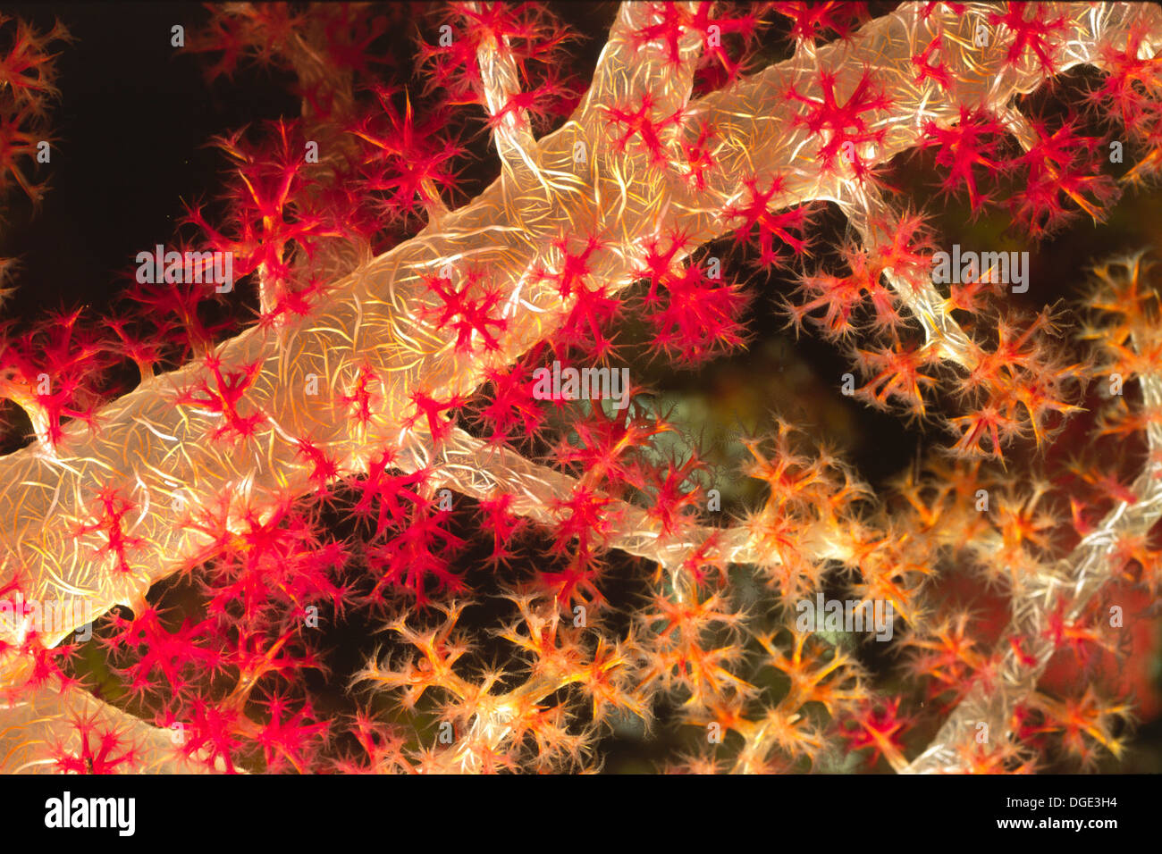 Soft Coral closeup showing open polyps.(Dendronephthya sp.).Fiji Stock ...