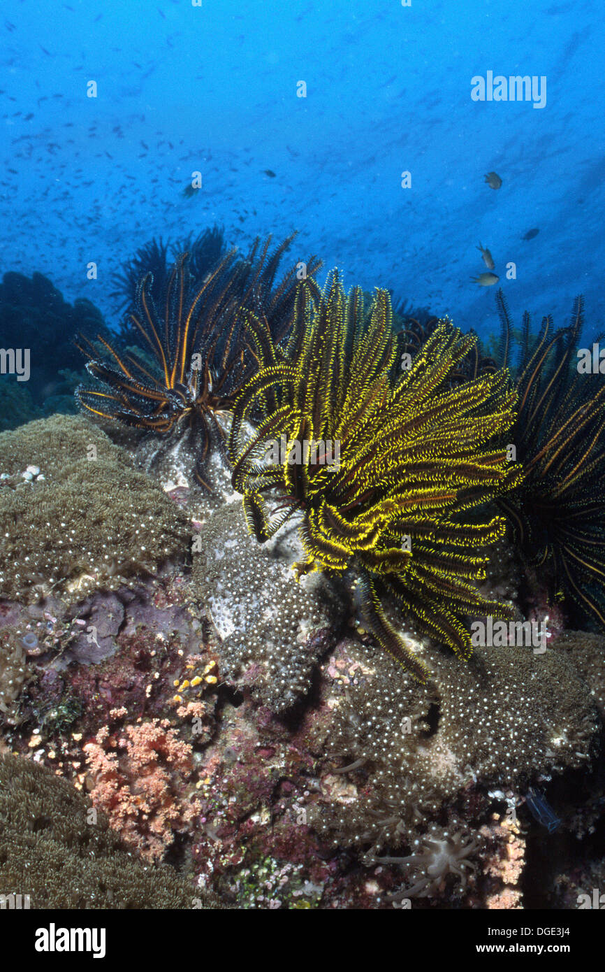 Reef scene with crinoids including Thorny Feather Star.(Capillaster ...