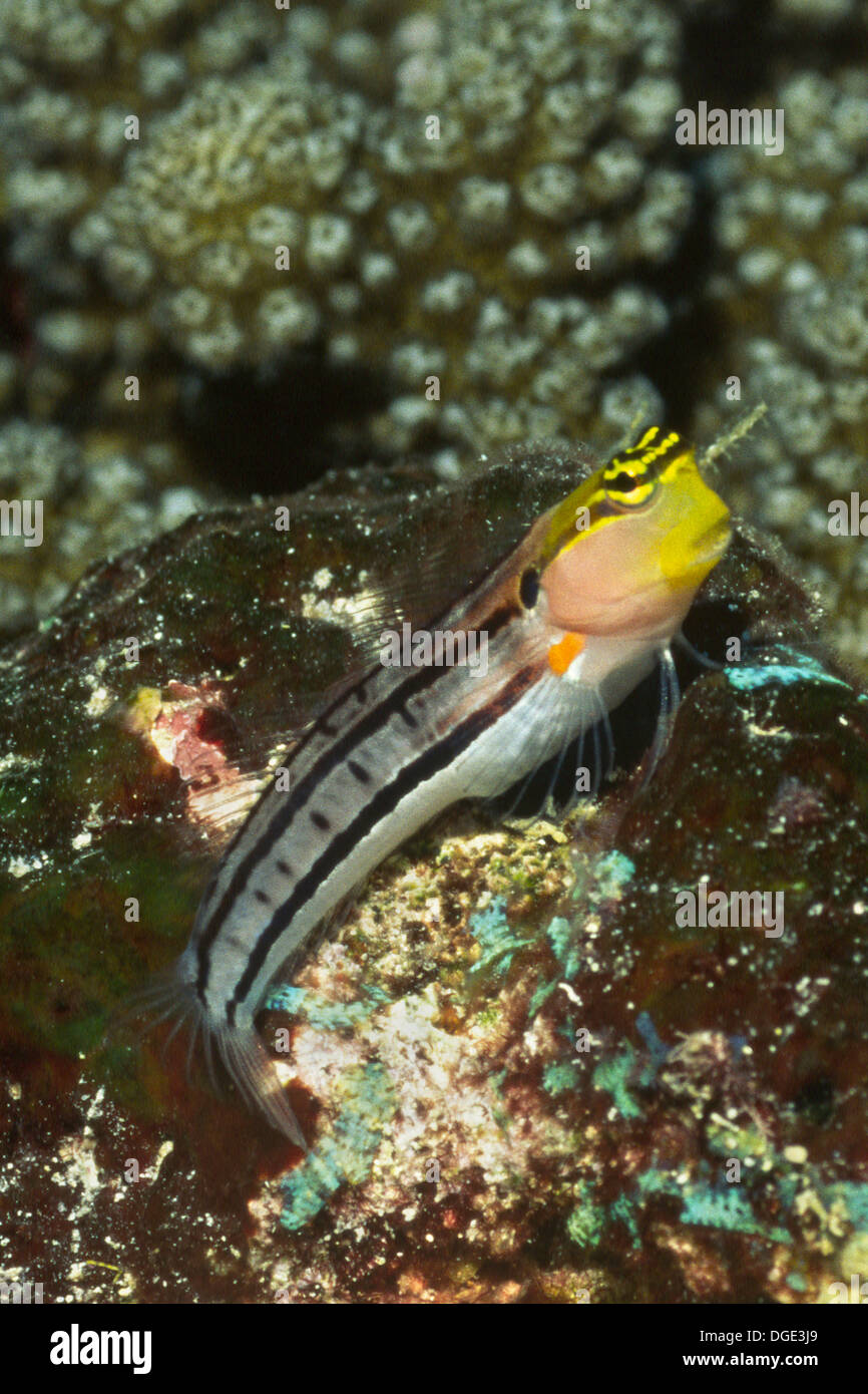 Clown Blenny in gray variation.(Ecseninus axelrodi).Solomon Islands ...