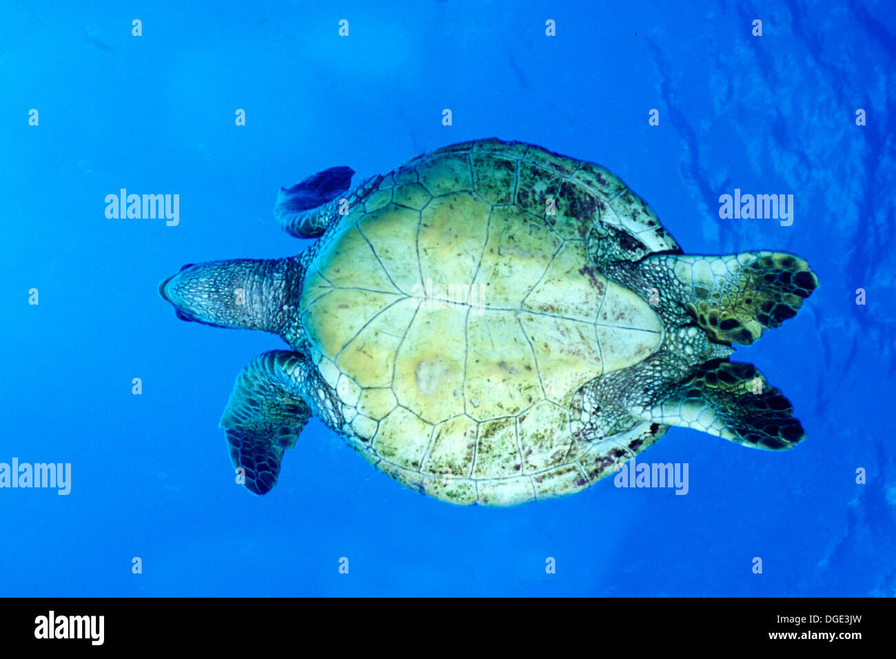 Turtle viewed from below hi-res stock photography and images - Alamy
