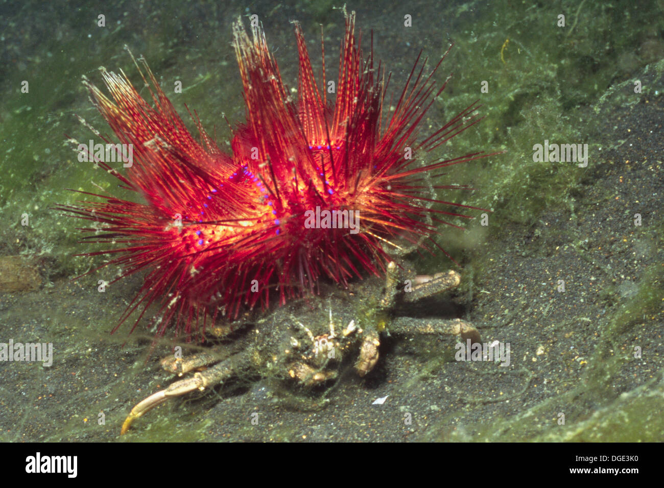 Crab carries sea urchin as protection Stock Photo - Alamy