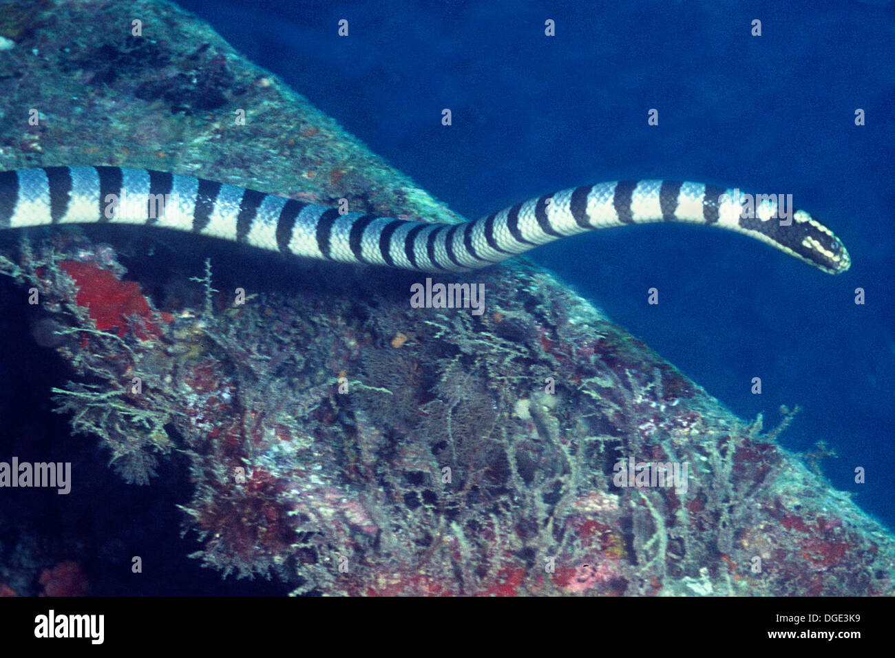 Banded Sea Krait also called Banded Sea Snake.(Laticauda sp.).Wakatobi ...