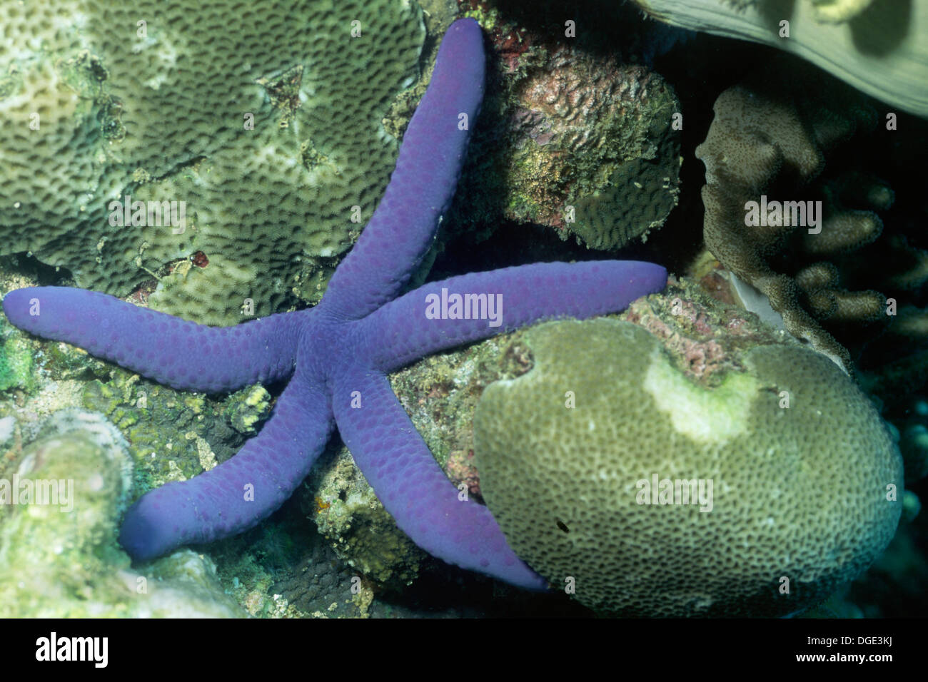 Blue Sea Star.(Linckia laevigata).Solomon Islands Stock Photo - Alamy