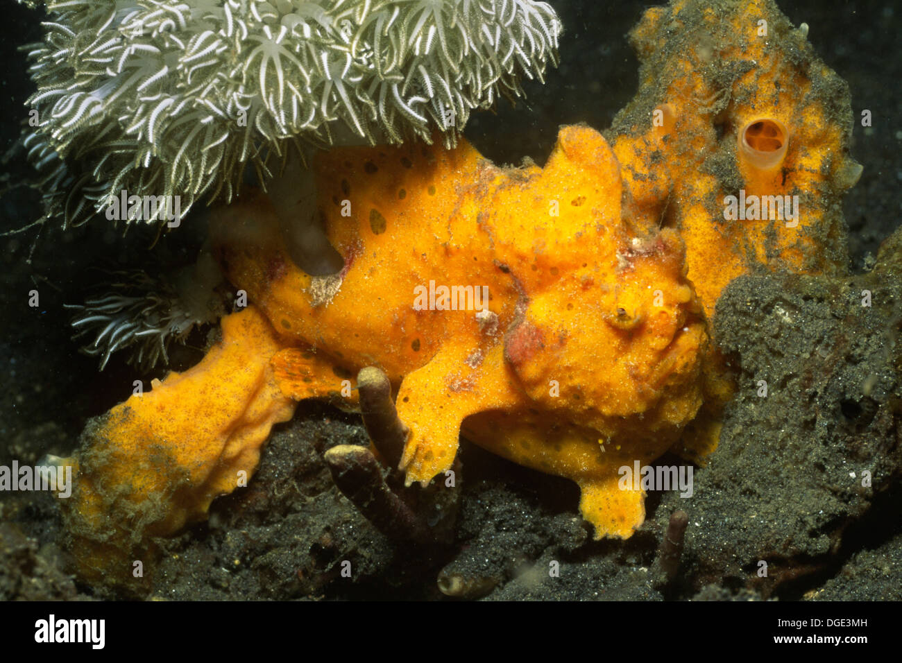 Giant Frogfish looks like the sponge next to wich it hides in ambush ...