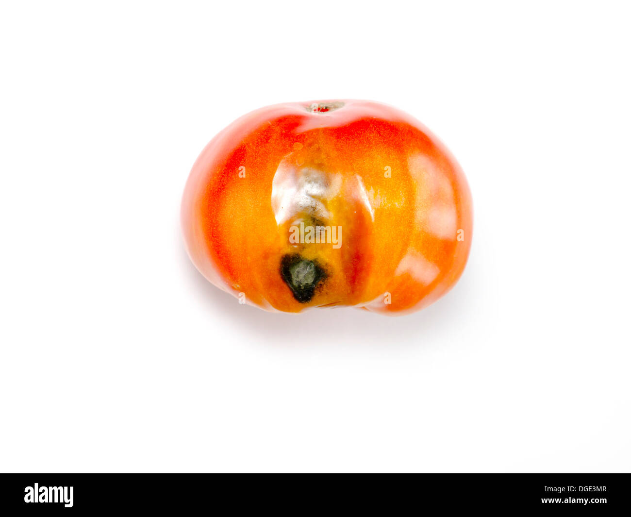 One rotten tomato hi-res stock photography and images - Alamy