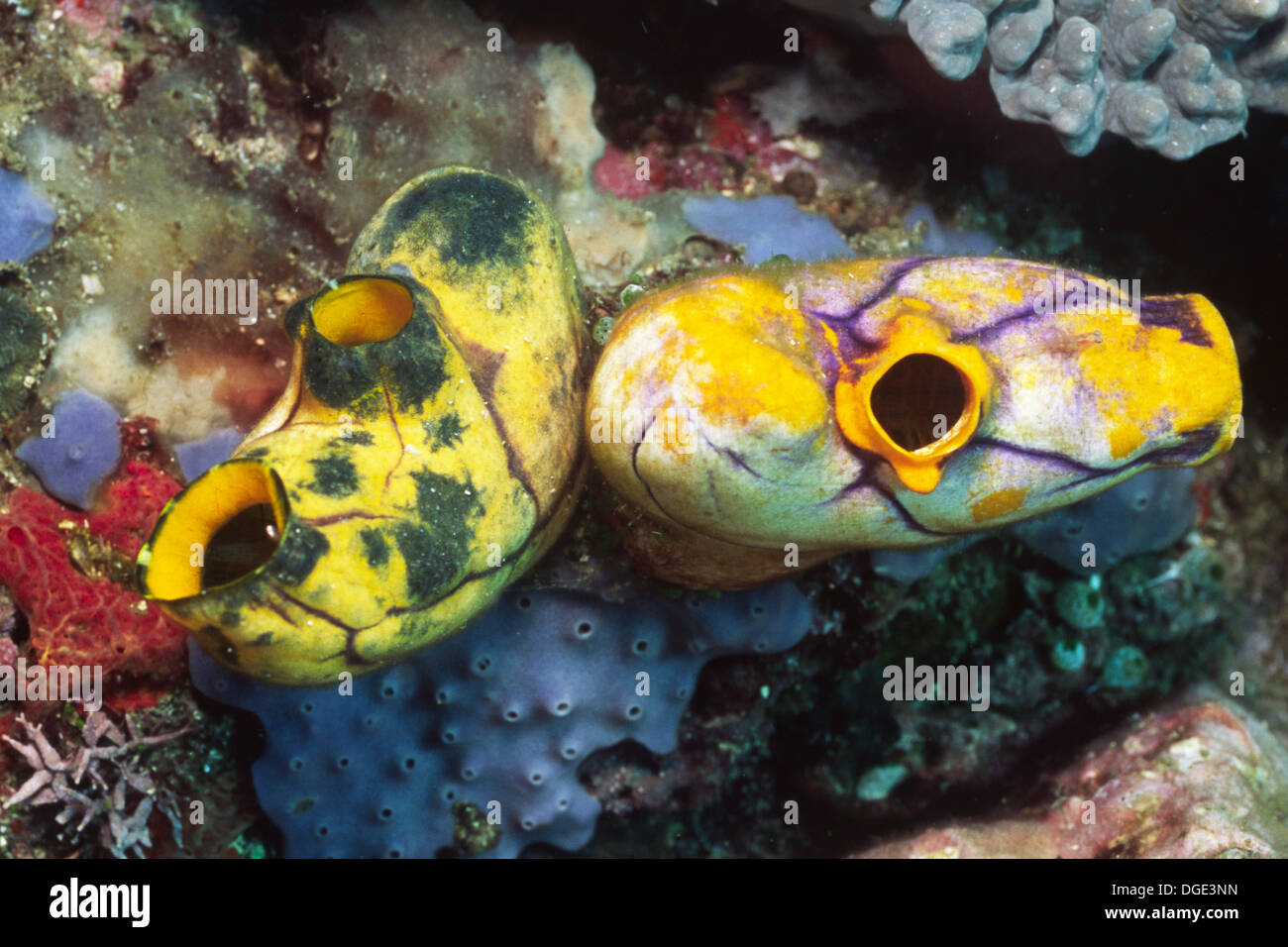 Tunicates (Sea Squirts) and Sponges.(Polycarpa aurata).Lembeh Straits ...