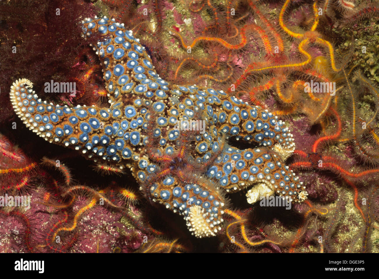 Giant-Spined Star with Spiny Brittle Stars.(Pisaster giganteus with ...