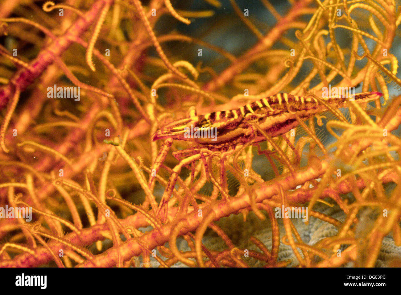 Tiger Crinoid Shrimp assumes the coloration of it's host Crinoid ...