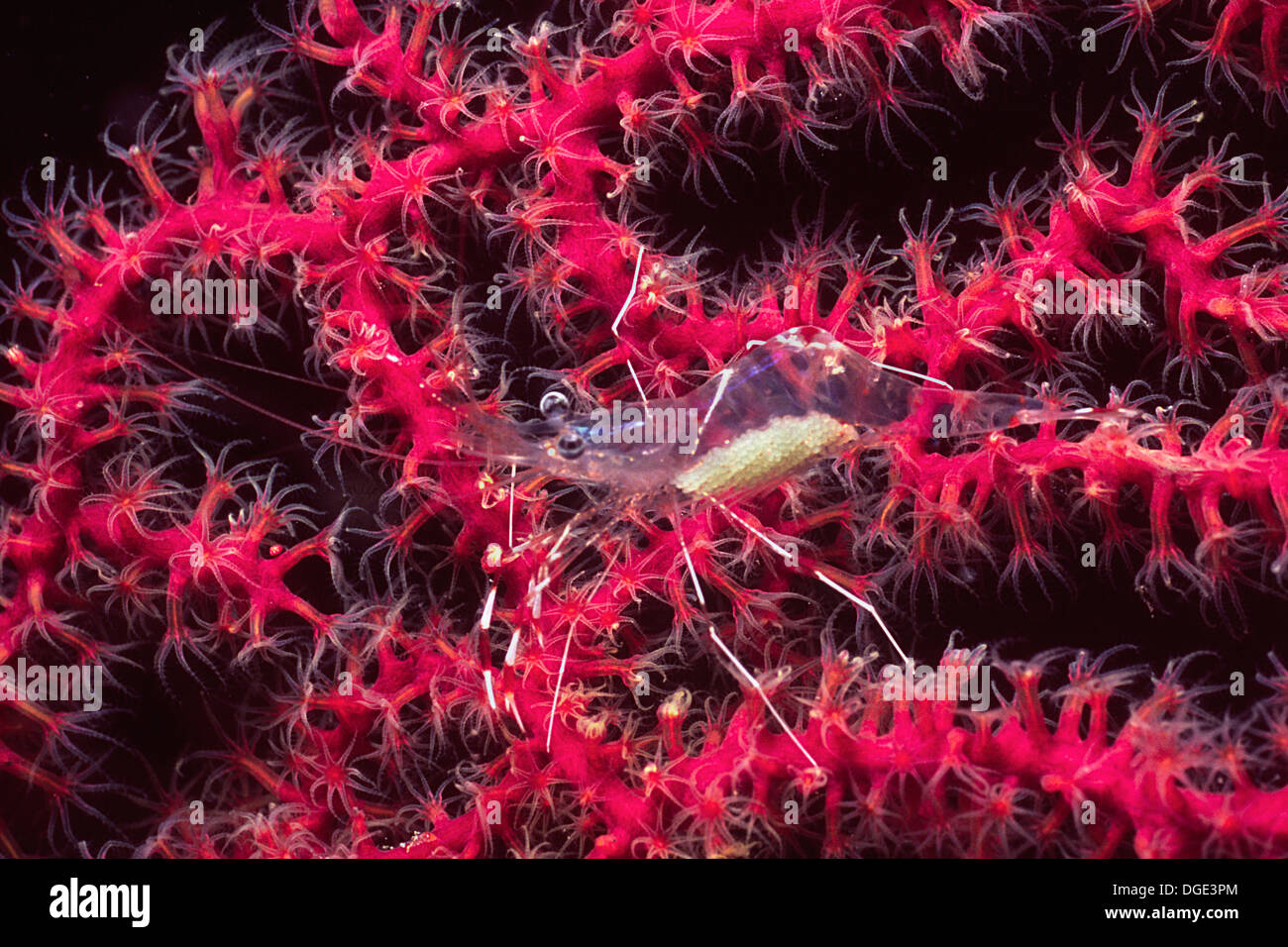 Translucent Gorgonian Shrimp full of eggs lives in Sea Fan ...