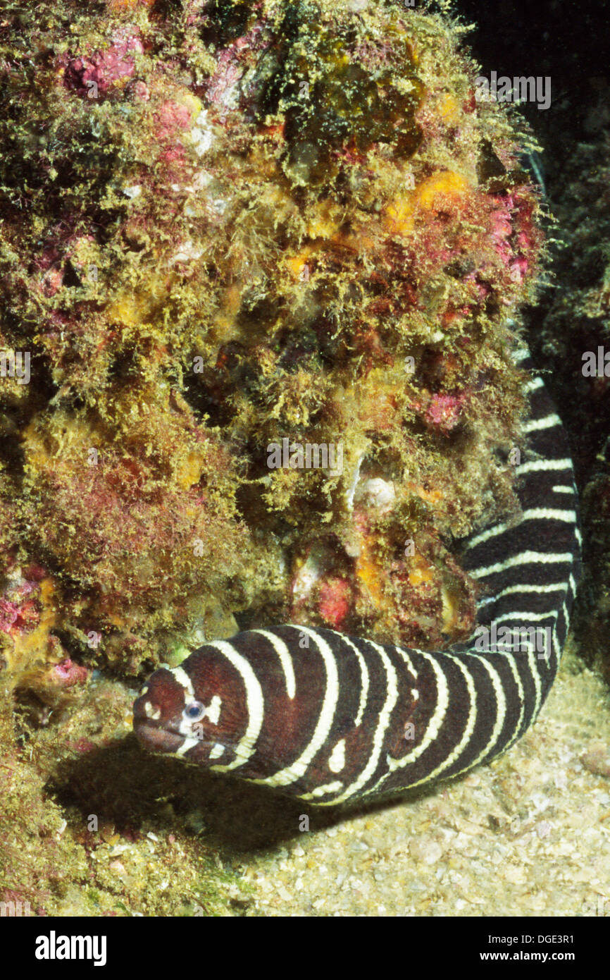 Zebra Moray Eel.(Gymnomuraena zebra).Los Cabosd,Mexico Stock Photo - Alamy