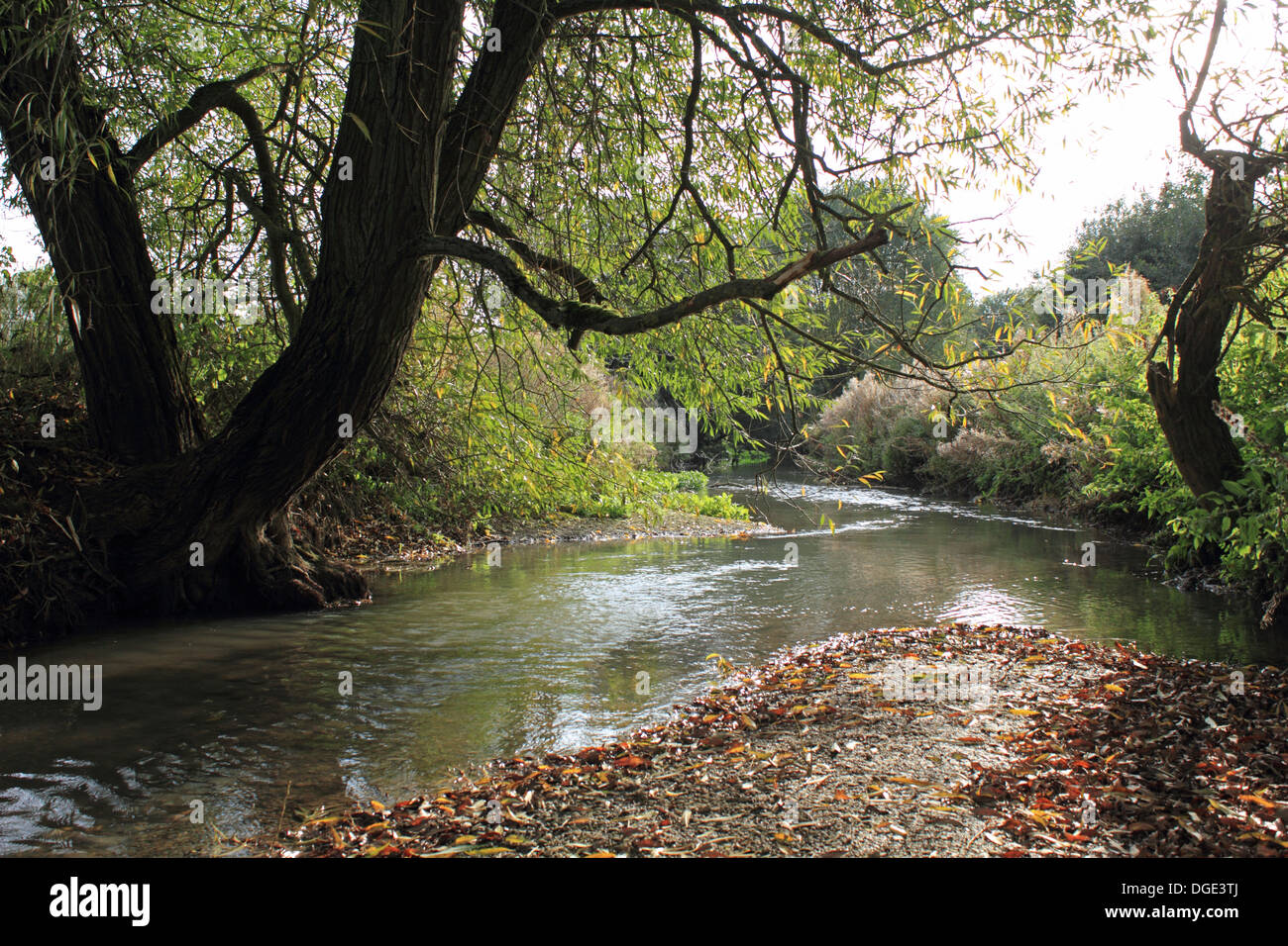 The River Windrush near Witney Lake, Oxfordshire, England, UK Stock ...