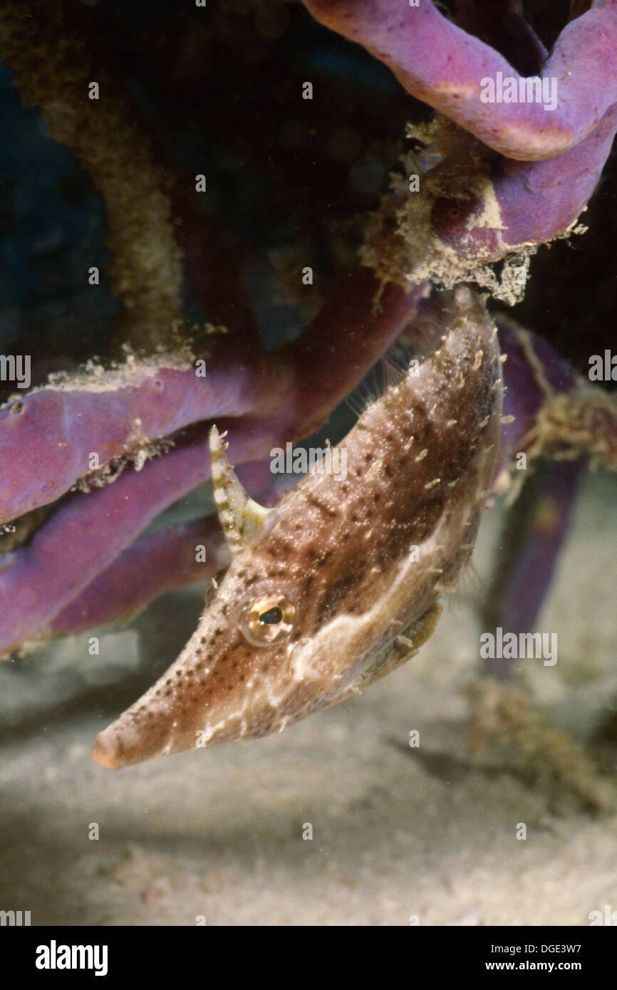 Slender Filefish.(Monacanthus tuckeri).Bonaire Stock Photo - Alamy