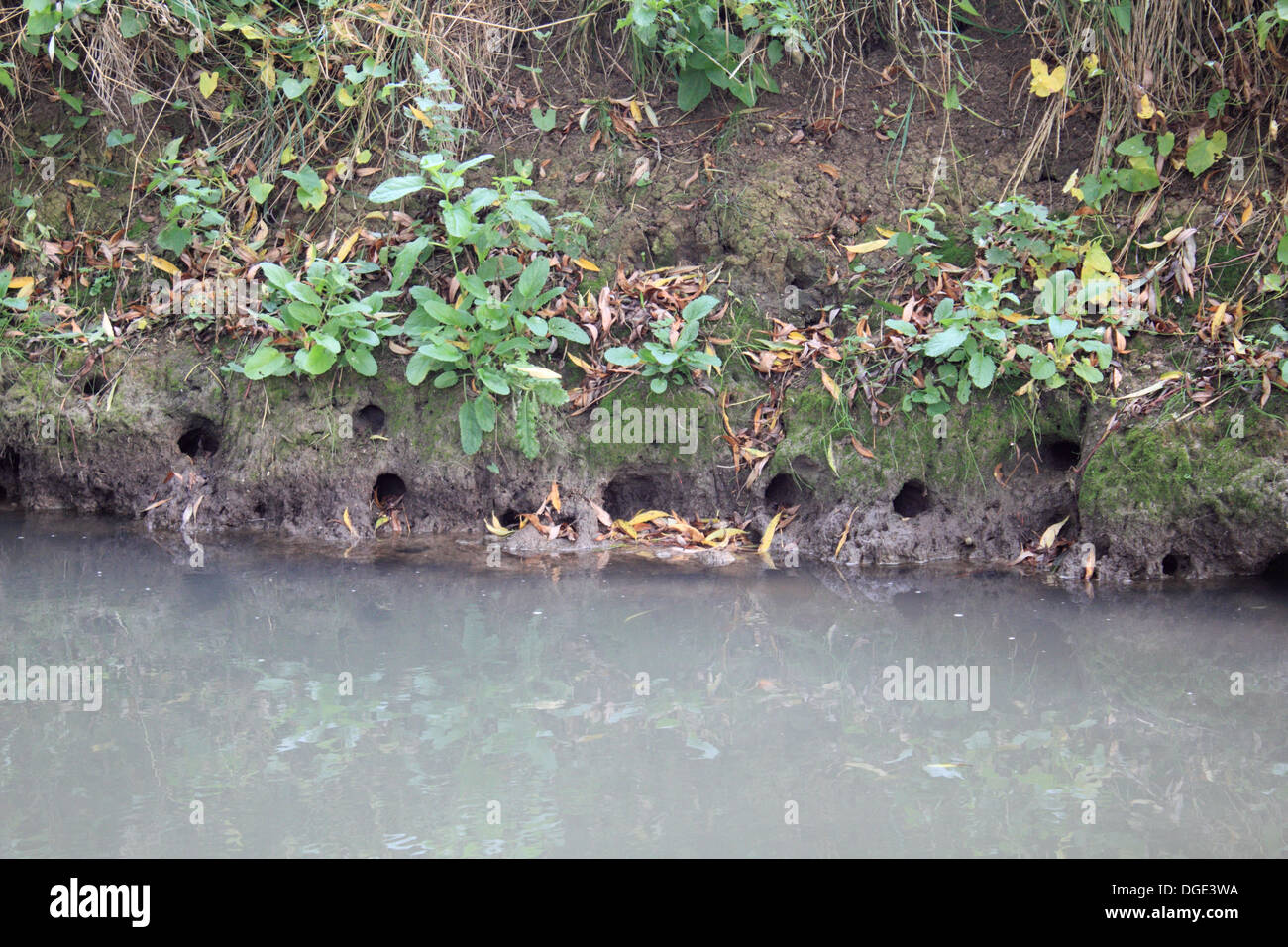 Water vole hole hi-res stock photography and images - Alamy