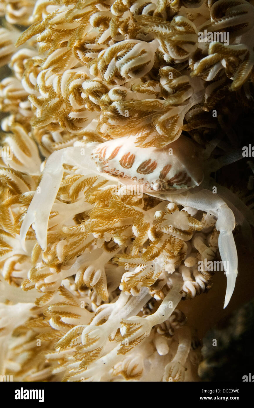 Xenia Swimming Crab lives in Xenia Soft Coral.(Caphyra sp.in Xenia sp ...