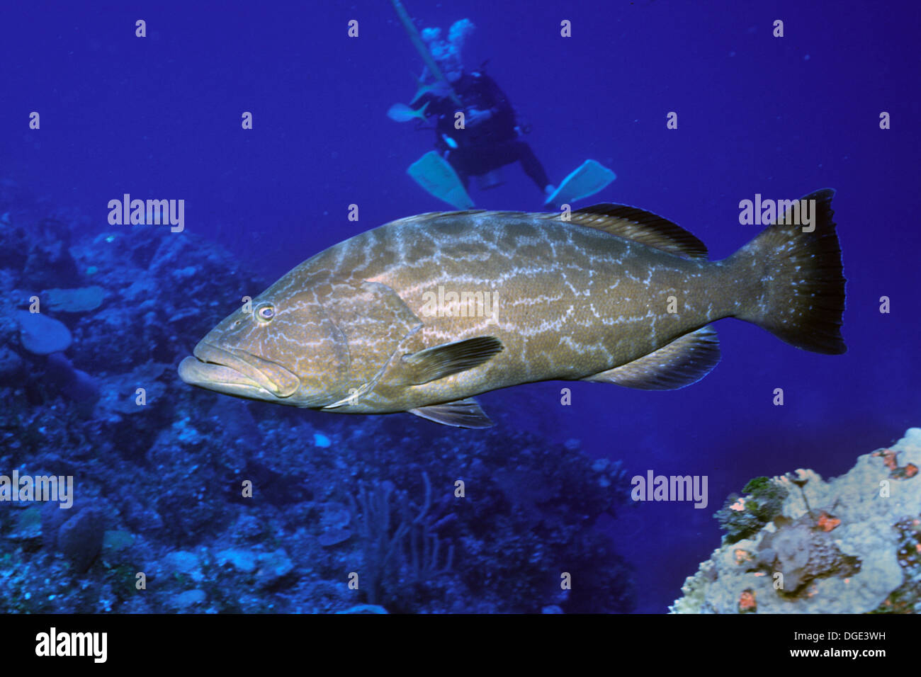 Black Grouper.(Mycteroperca bonaci).Bonaire Stock Photo - Alamy
