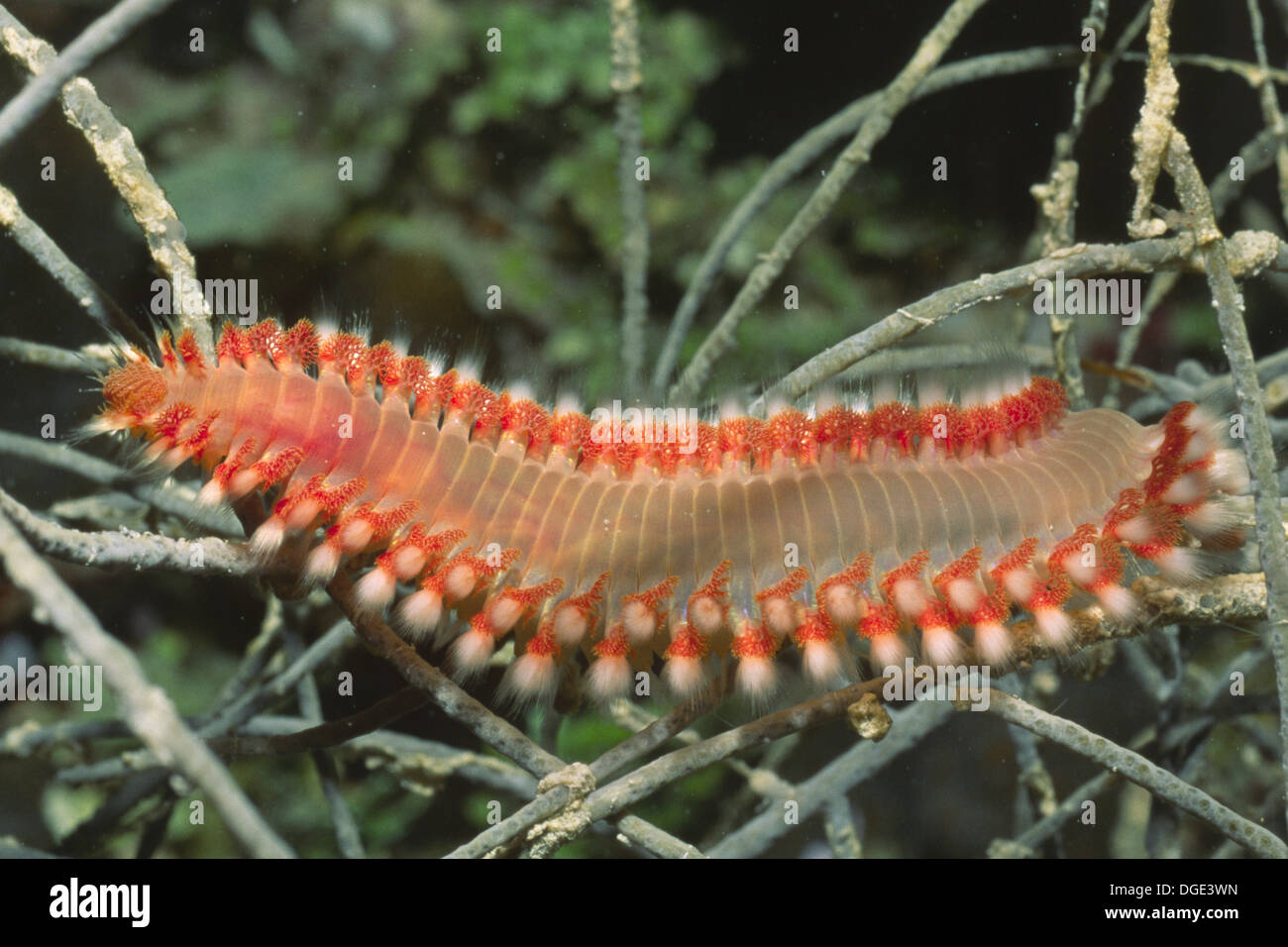 Bearded Fireworm has bristles that sting.(Hermodice carunculata ...