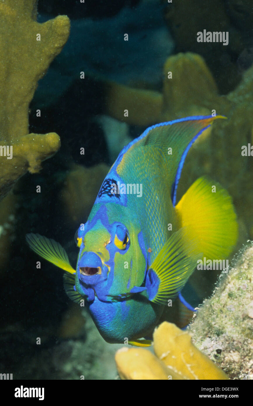 Angelfish hi-res stock photography and images - Alamy
