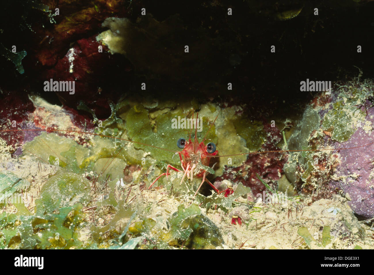 Red night shrimp hi-res stock photography and images - Alamy