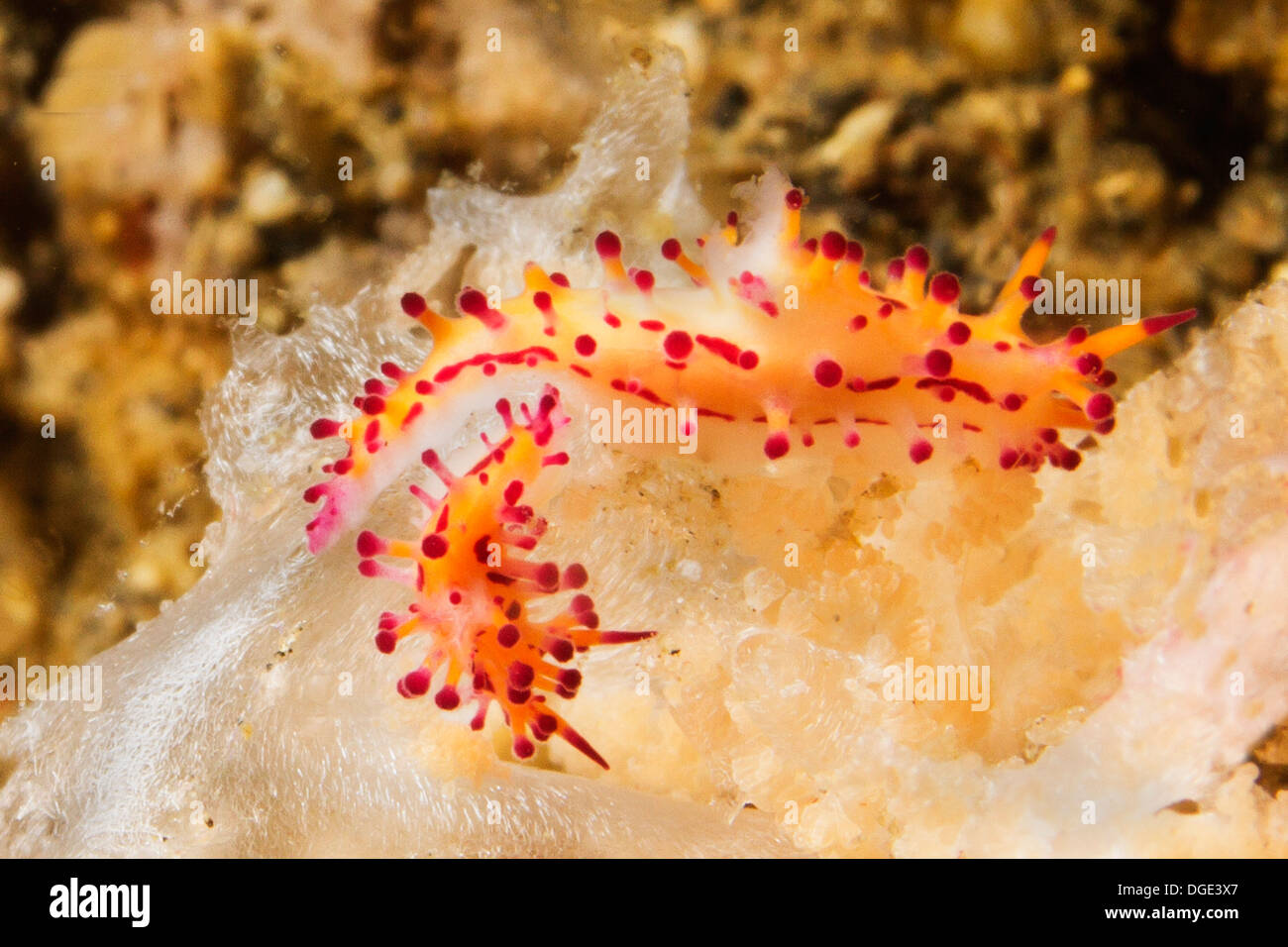 Pair of Aegires Nudibranchs.(Aegires sp.).Lembeh Straits,Indonesia ...