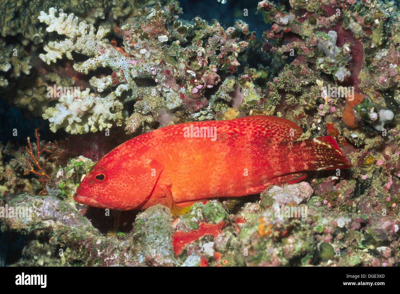 Flagtail G rou per.(Cephalopholis urodeta).Fiji Stock Photo - Alamy