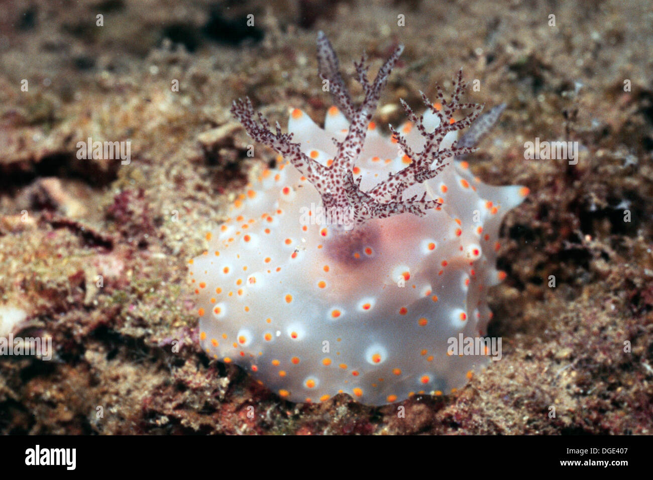 Batangas Halgerda Nudibranch.(Halgerda batangas).Lembeh Straits ...