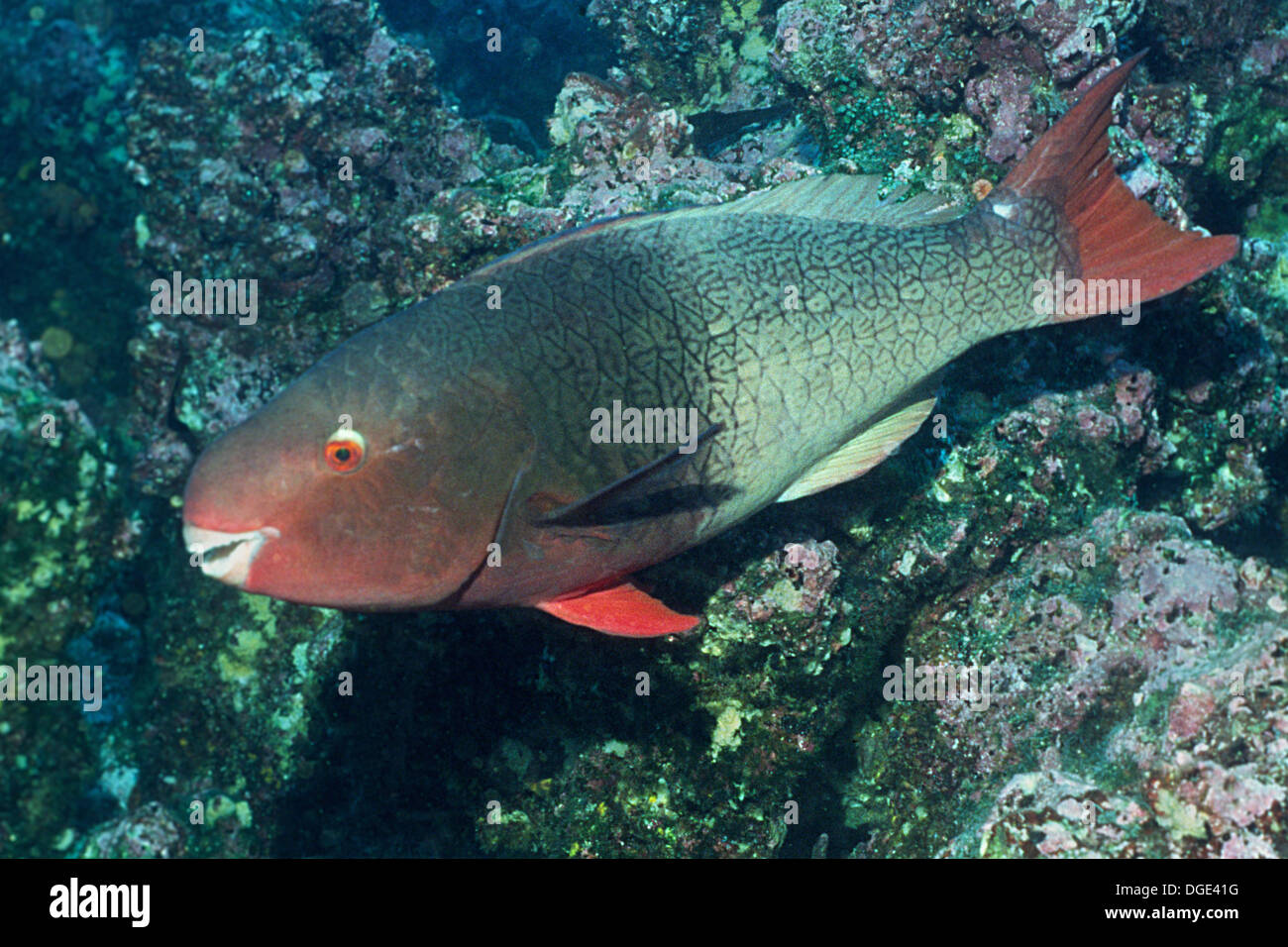 Red Lip Parrot Fish Diet