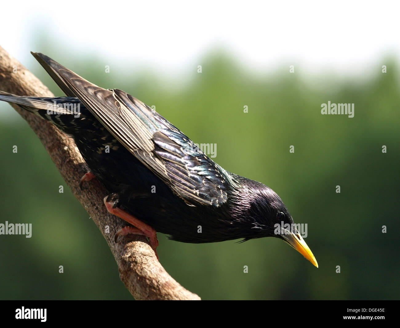 Common starling, European starling, starling / Sturnus vulgaris / Star ...