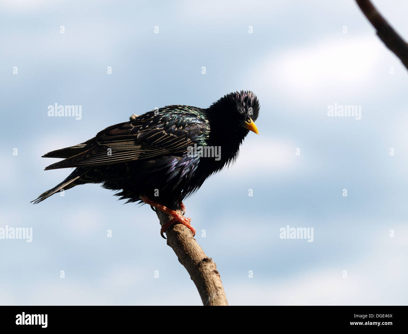 Common starling, European starling, starling / Sturnus vulgaris / Star ...