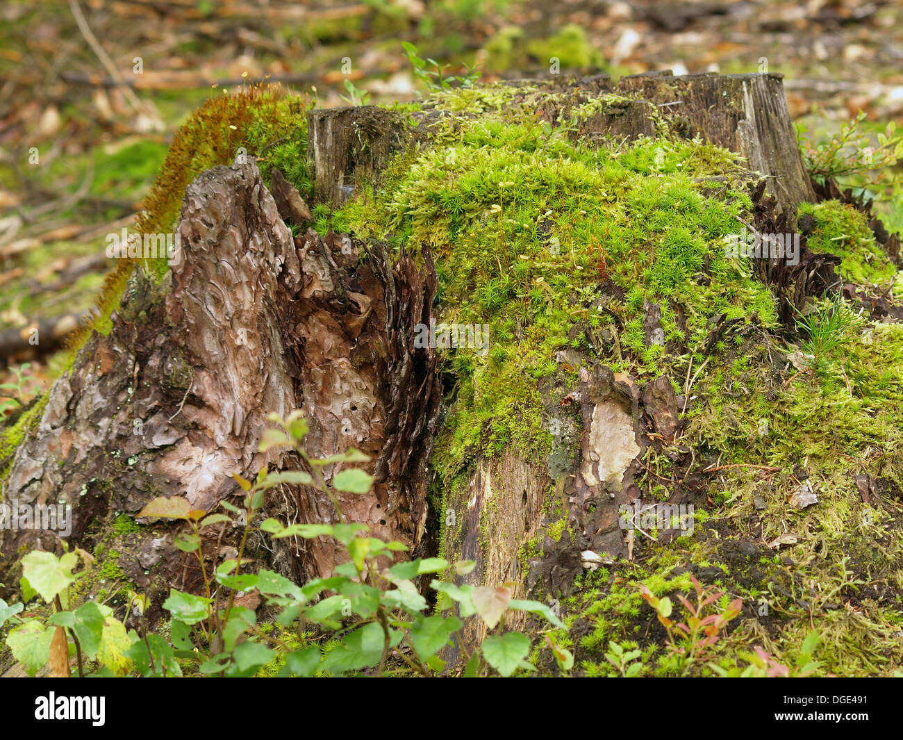 old tree stump with moss / alter Baumstumpf mit Moos Stock Photo - Alamy