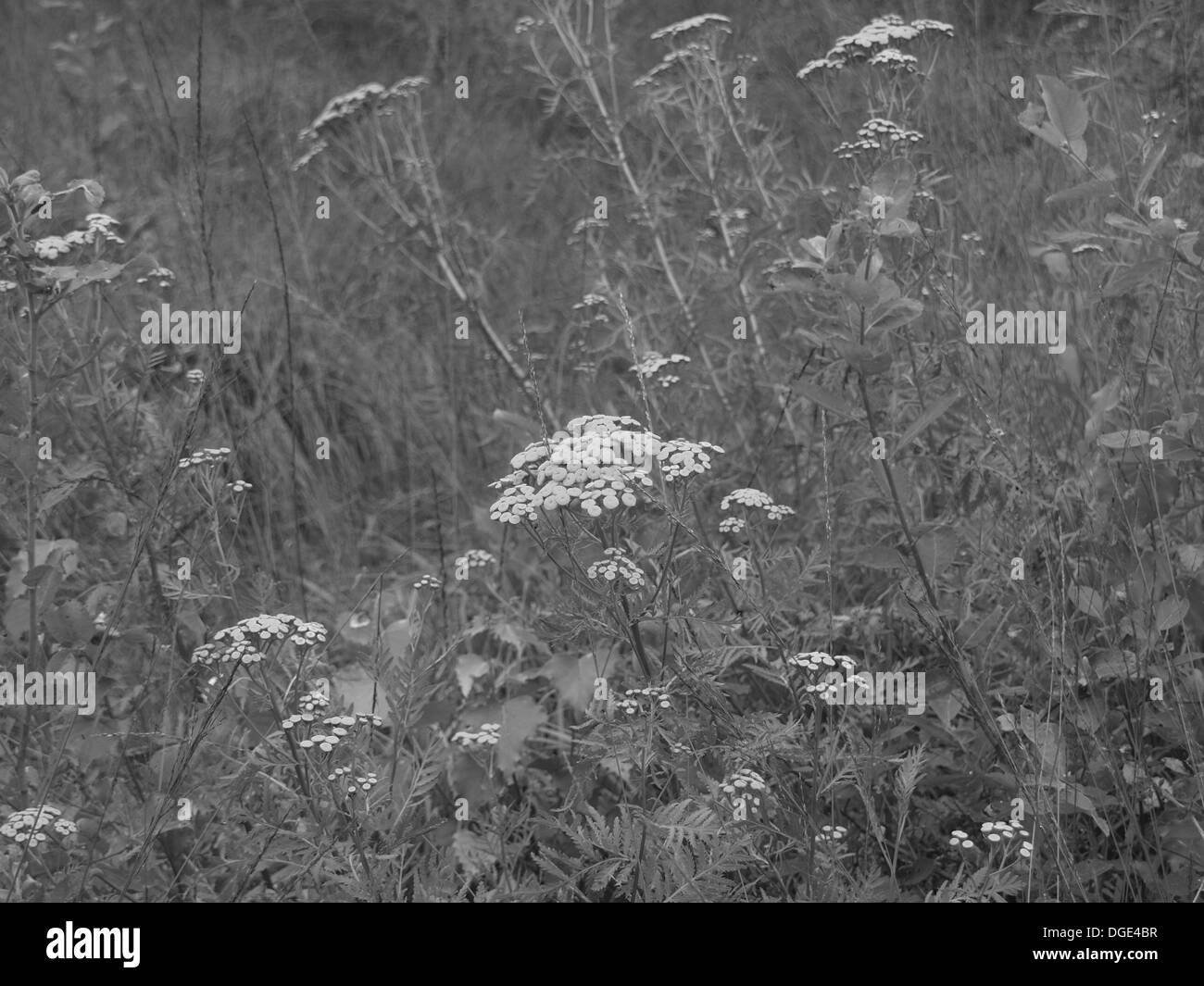Plants tanacetum hi-res stock photography and images - Alamy