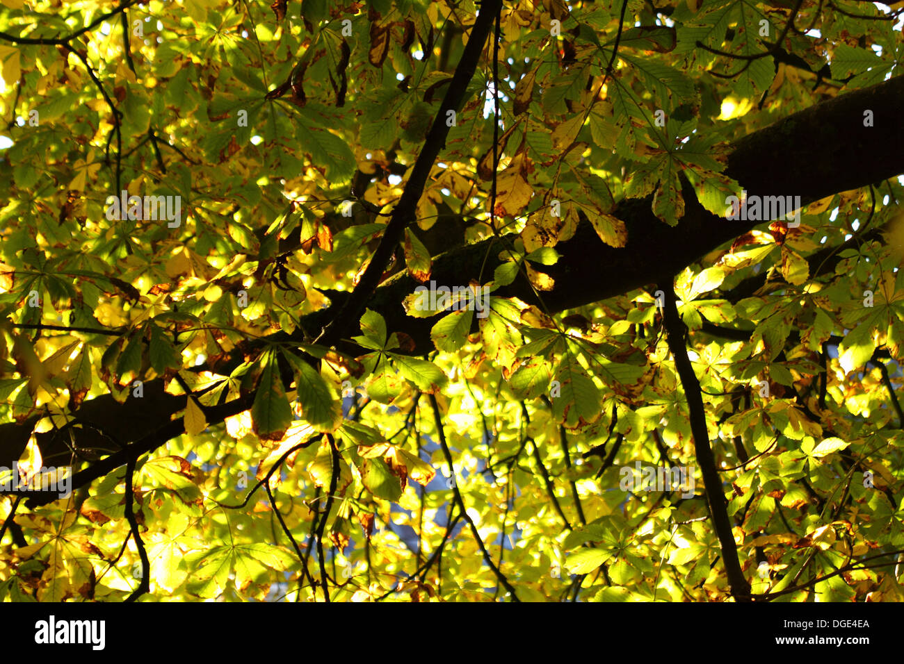 Chestnut leaves in backlight hi-res stock photography and images - Alamy