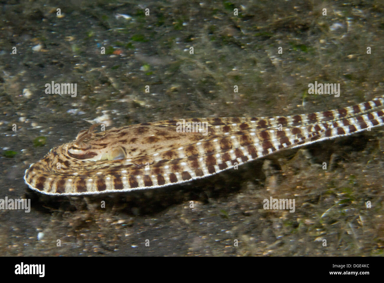 Mimic Octopus tucks in it's tentacles as it "jets" through the water ...