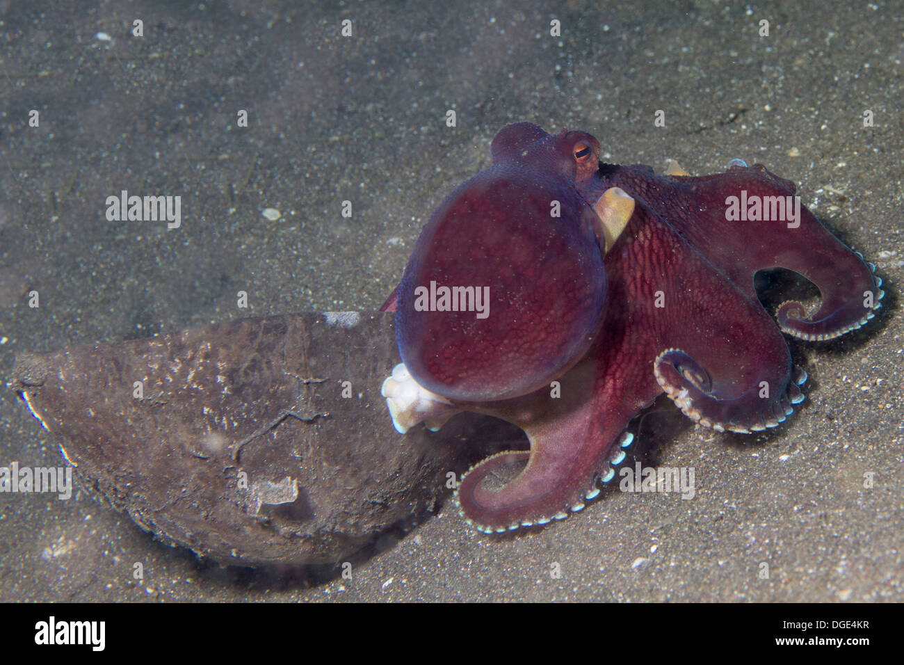 Octopus coconut shell hi-res stock photography and images - Alamy