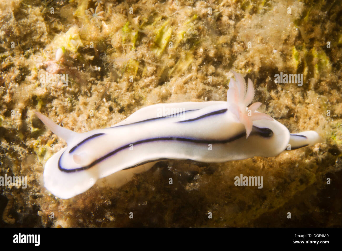 Loch's Chromodoris.(Chromodoris lochi).Lembeh Straits,Indonesia Stock ...