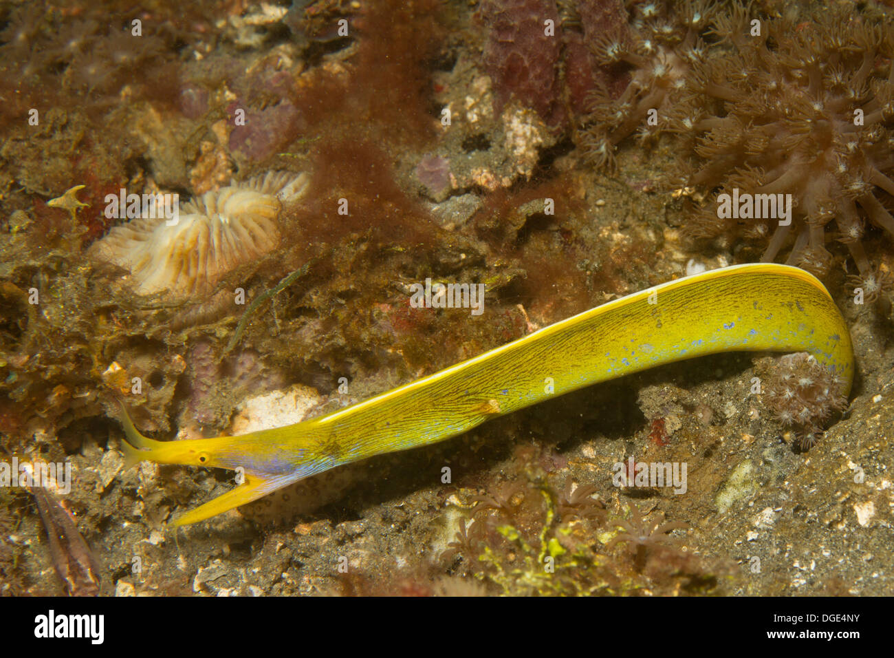 Ribbon Eel turning from a blue color male to a yellow color female ...