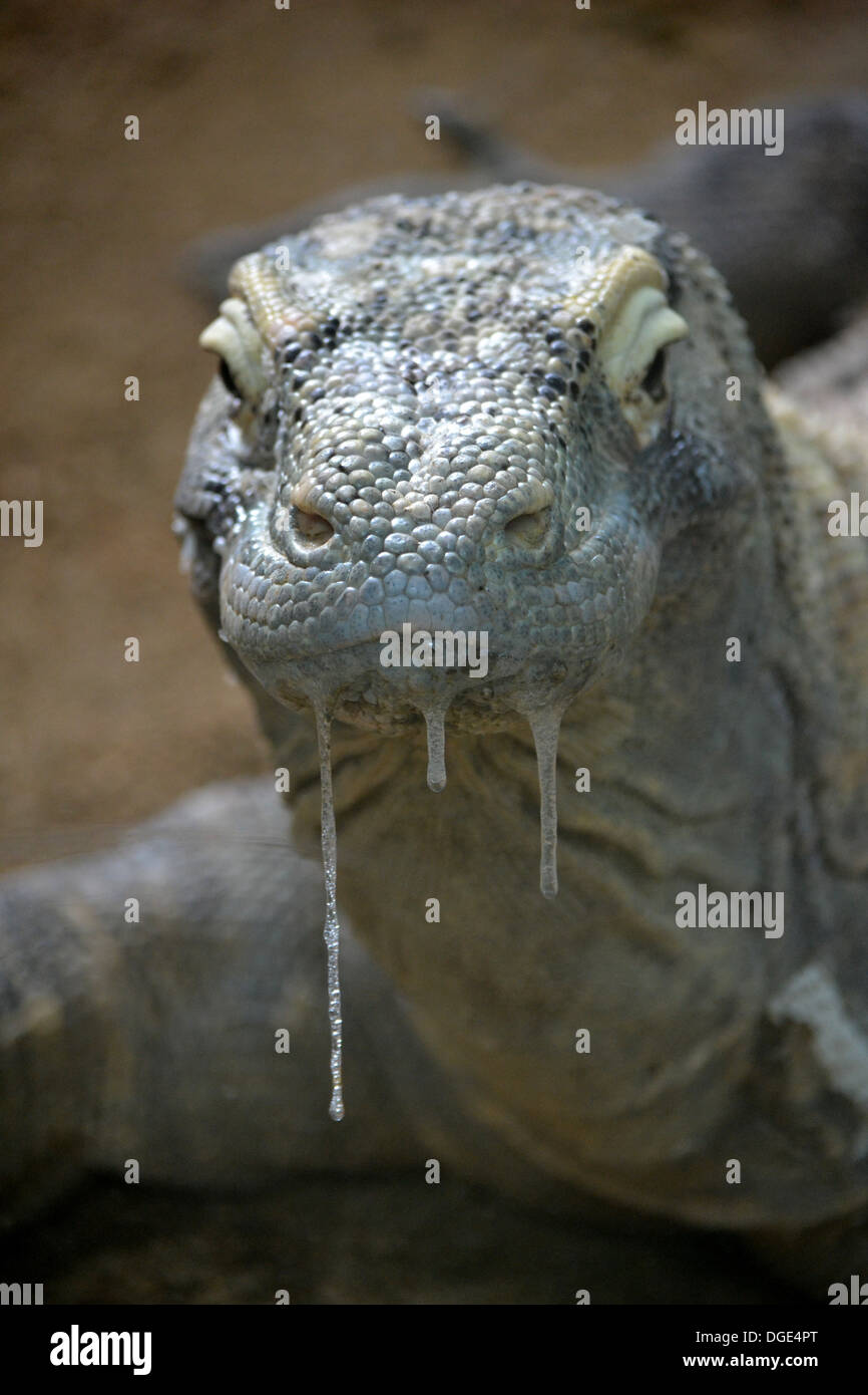 Komodo dragon drool hi-res stock photography and images - Alamy