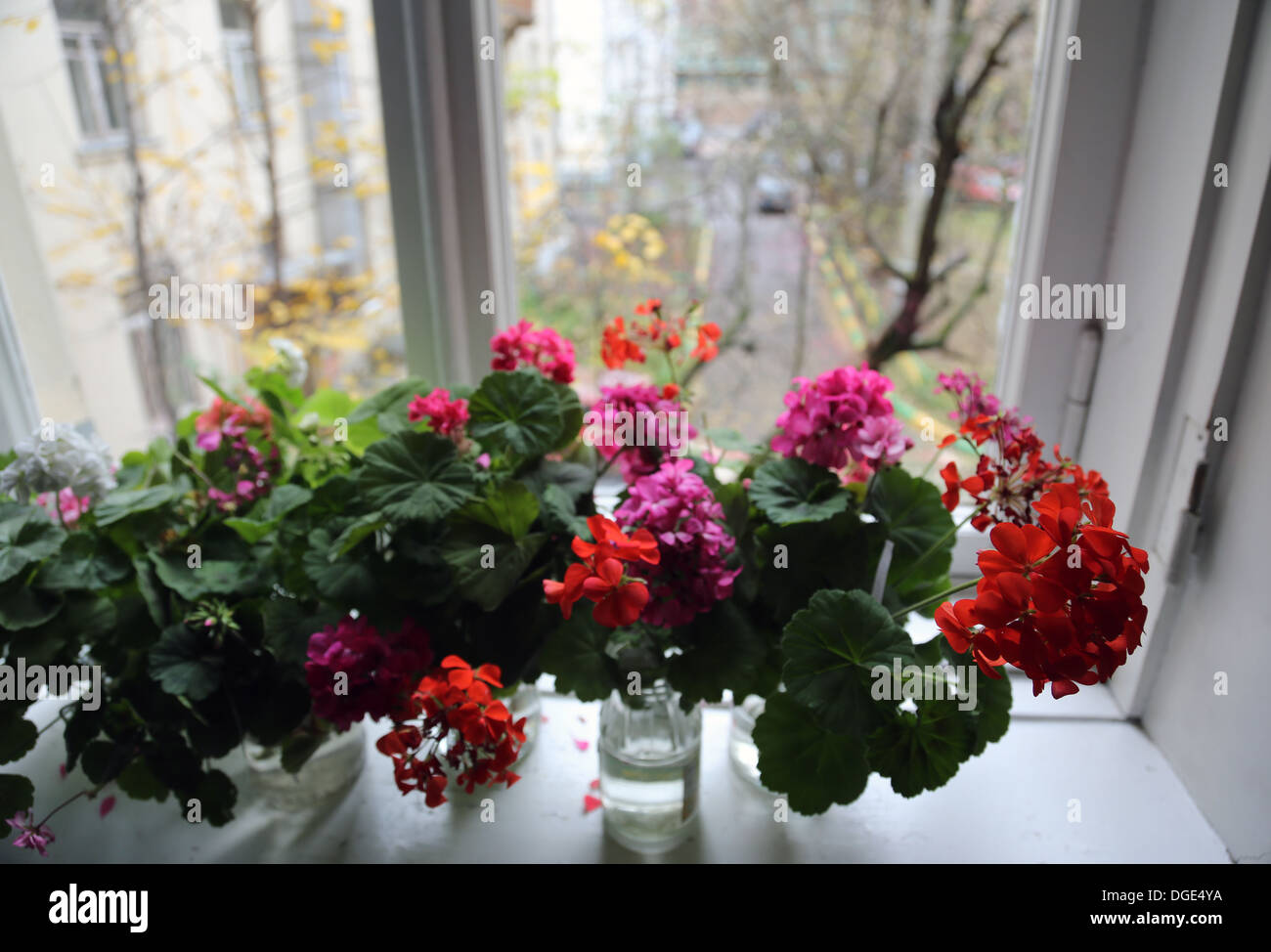 Geranium flowers in the window Stock Photo - Alamy