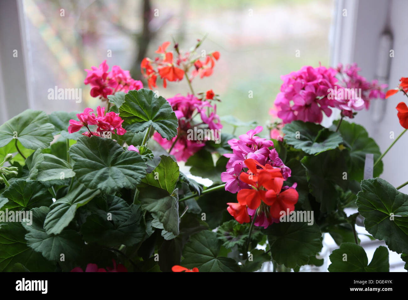 Geranium in blossom by the window Stock Photo - Alamy