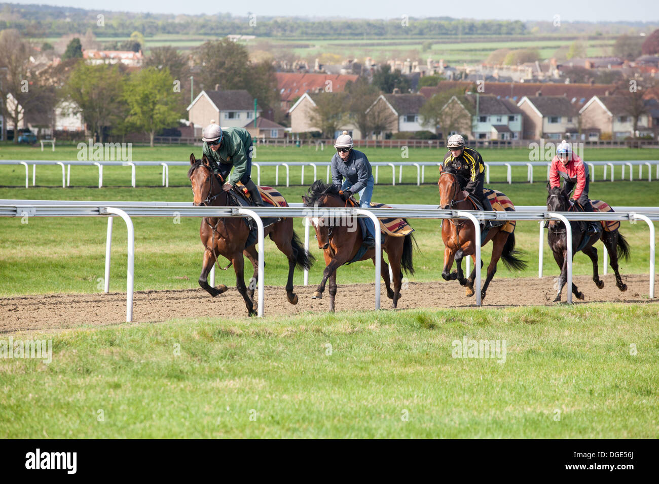 Horses on Newmarket's Gallops Stock Photo - Alamy