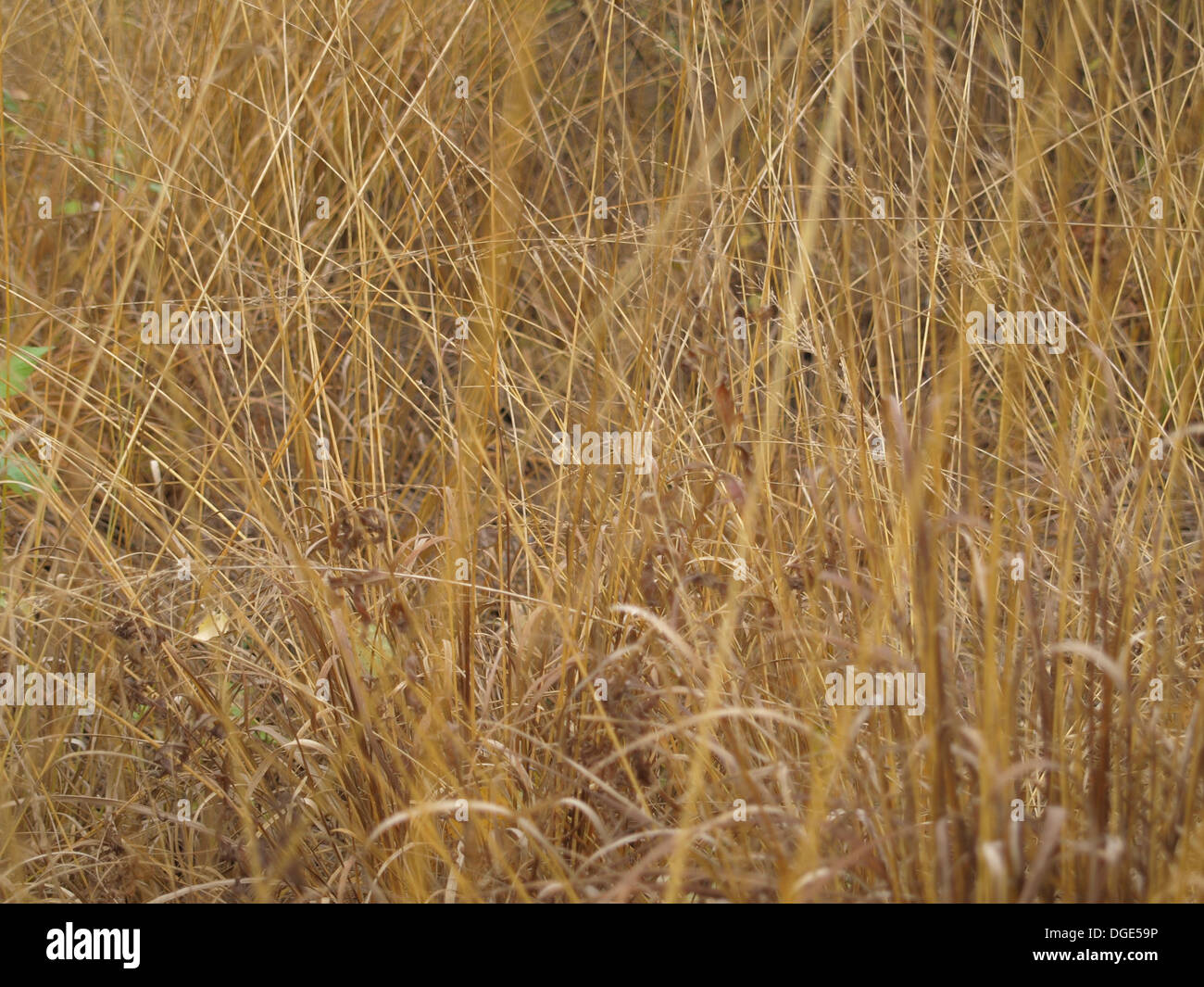 Arrach high moor hi-res stock photography and images - Alamy