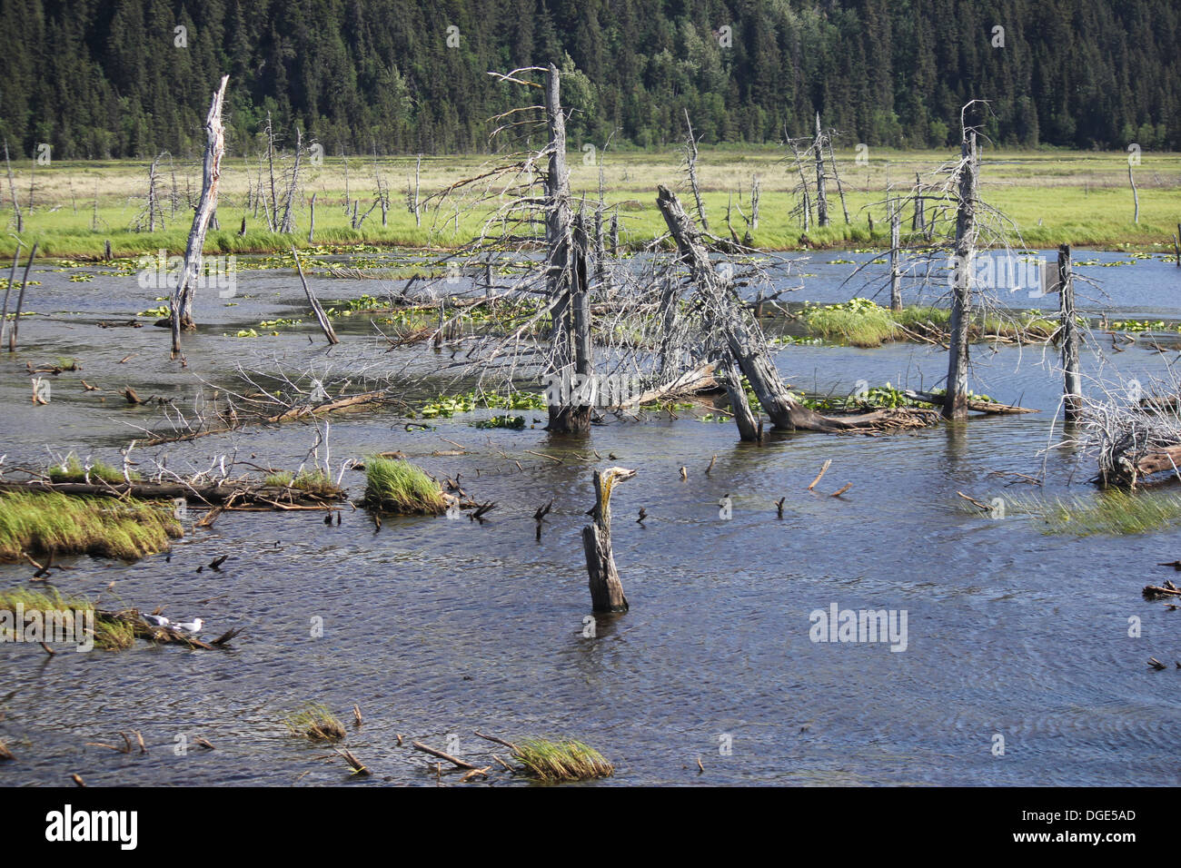 Alaska usa marshes wetlands hi-res stock photography and images - Alamy