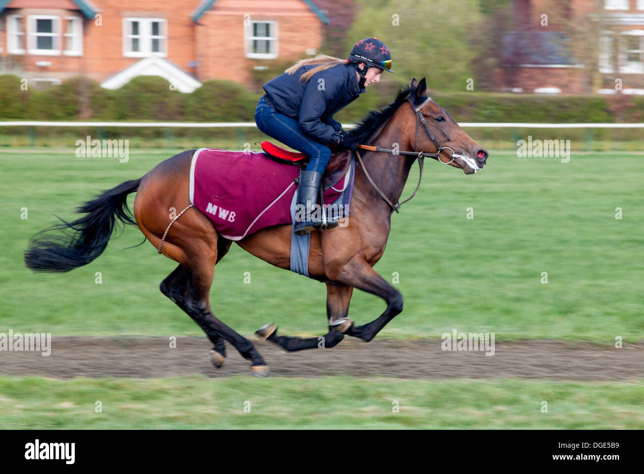 Chestnut thoroughbred horse galloping on the Newmarket's Gallops ...