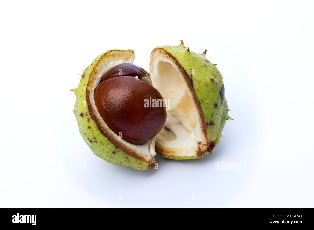 Open conker hi-res stock photography and images - Alamy