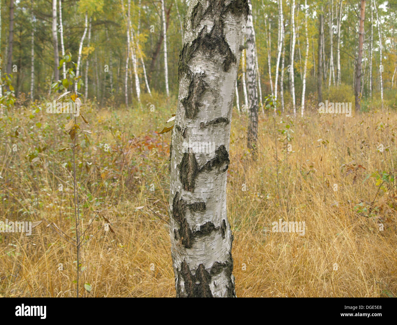 Trunk of a birch hi-res stock photography and images - Alamy